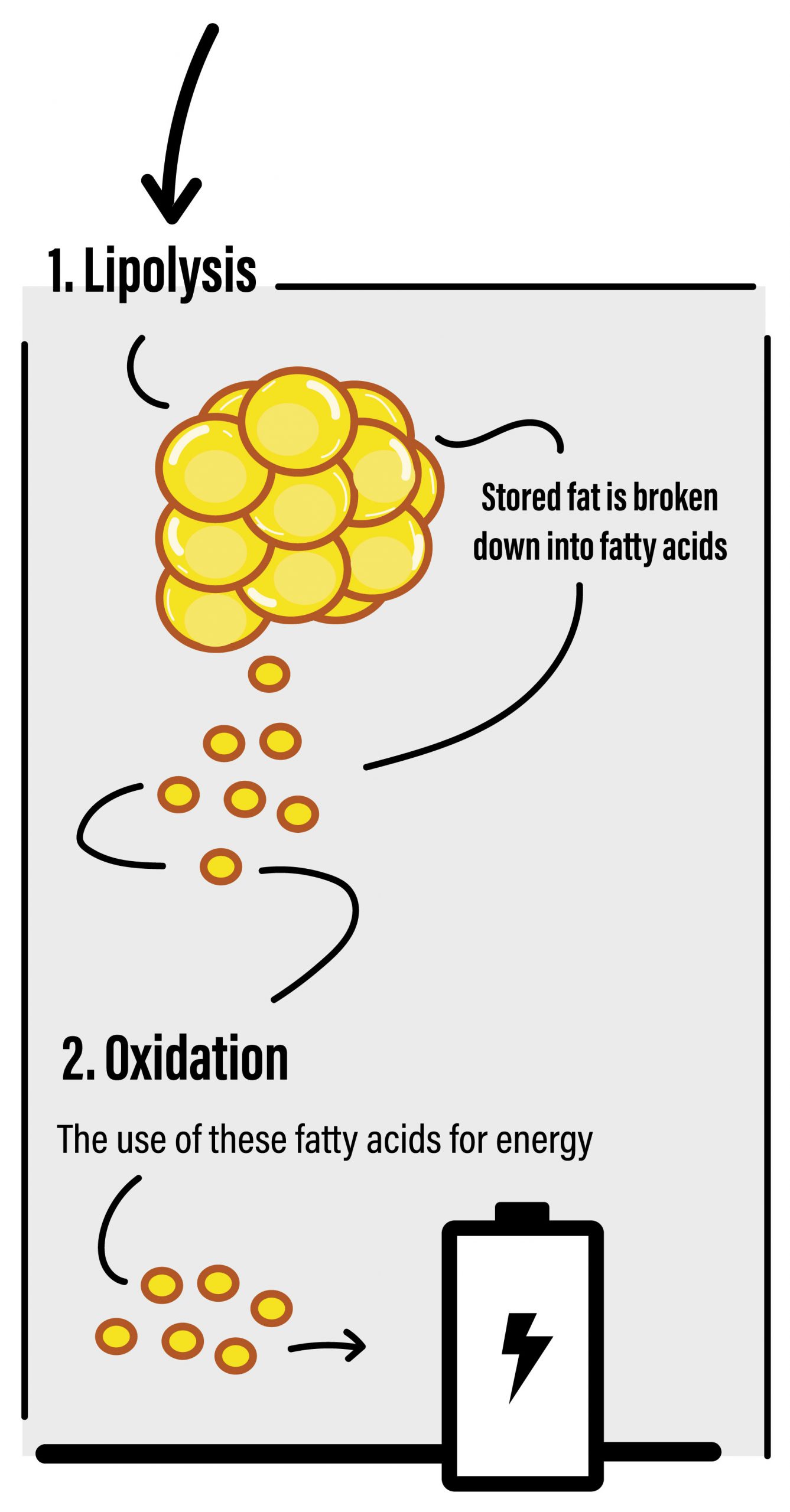 Does Fasted Training Burn More Fat? | Physiqonomics