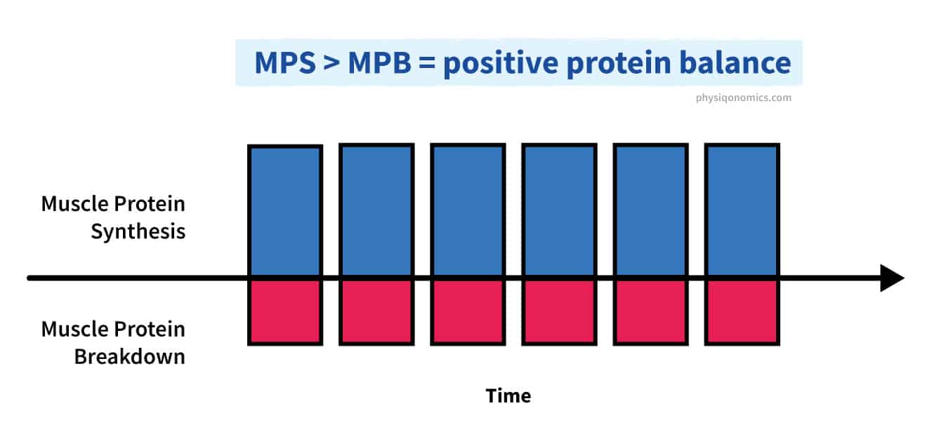 Should You Have Protein After Your Workout? | Physiqonomics