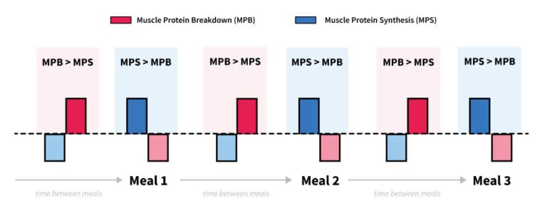 Should You Have Protein After Your Workout? | Physiqonomics