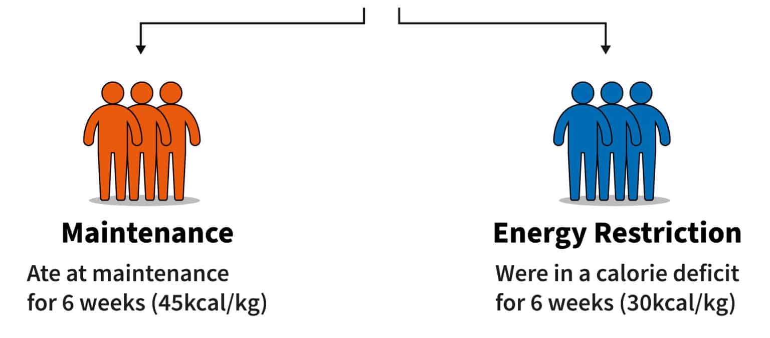 How To Prevent Muscle and Strength Loss When Dieting | Physiqonomics
