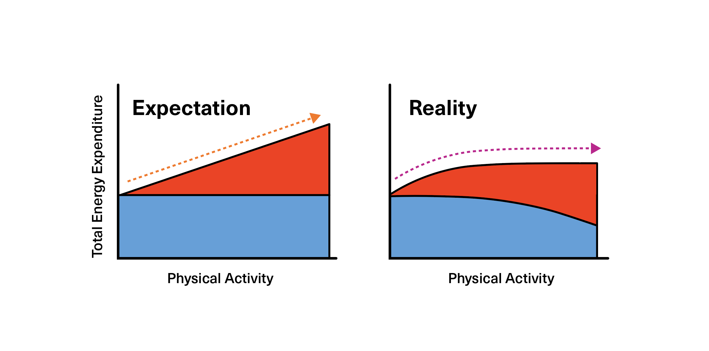 Why More Exercise Doesn T Always More Calories Burned Physiqonomics