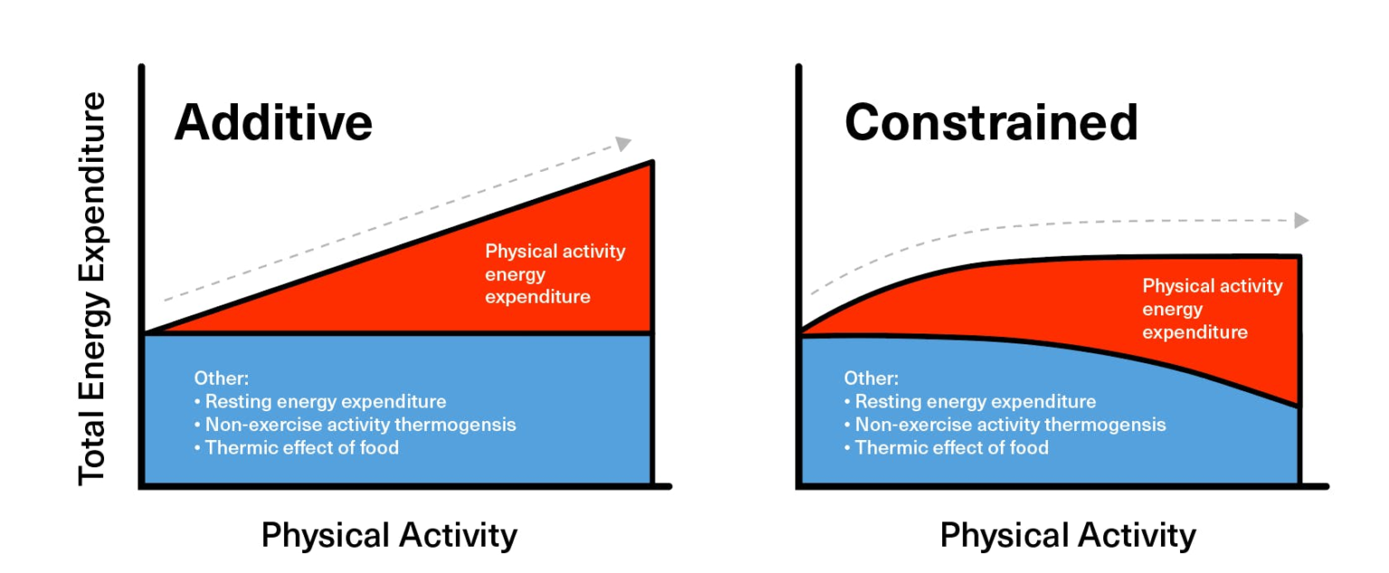 Why More Exercise Doesn't Always = More Calories Burned | Physiqonomics