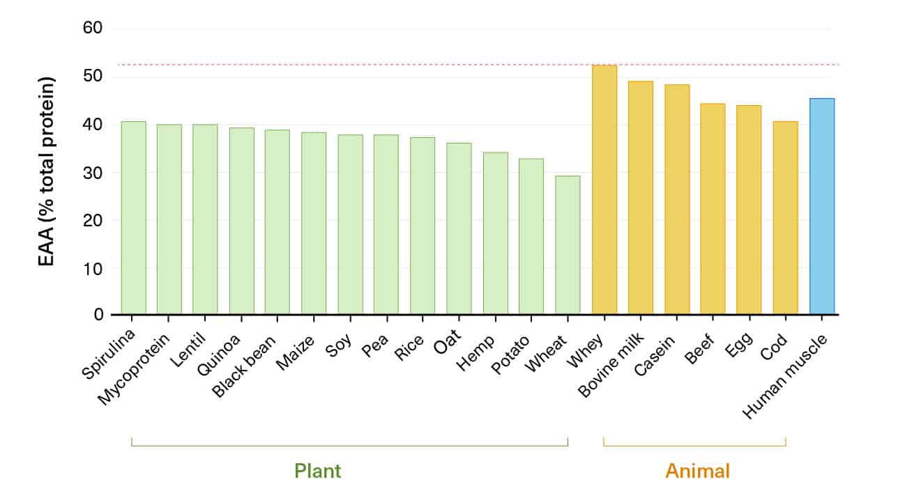What's the Best Protein Intake to Build Muscle and Lose Fat ...