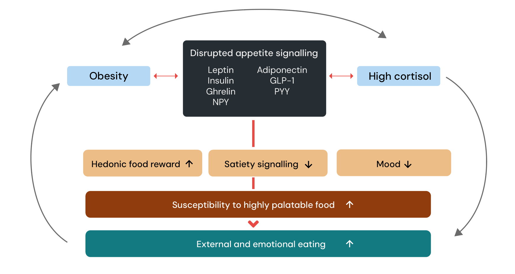 Does Cortisol Make You Fat? What Science Really Says About the Stress ...